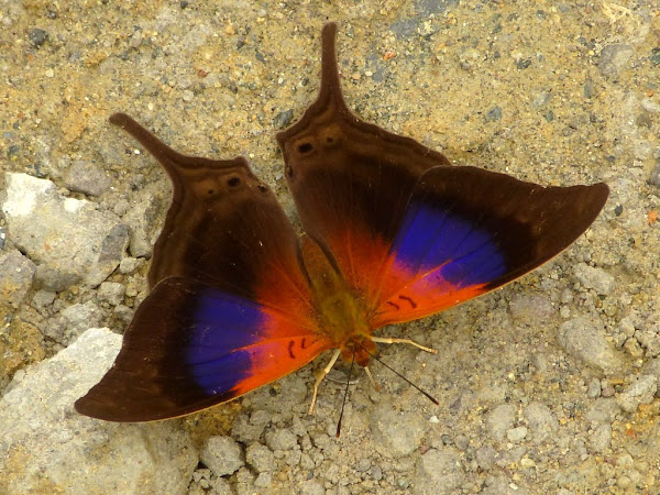 Sunset Daggerwing | Project Noah