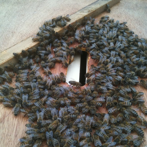 Honey bee | Project Noah