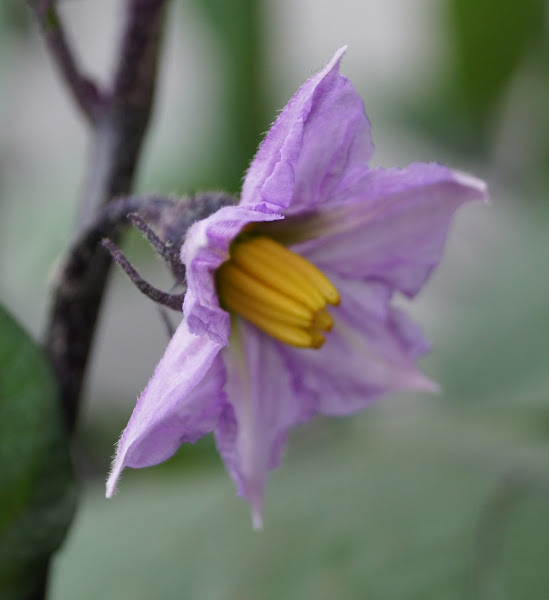 Eggplant (flower) | Project Noah