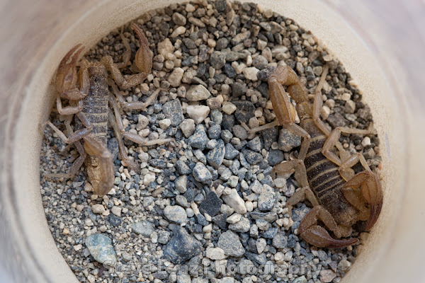 Northern Scorpion | Project Noah