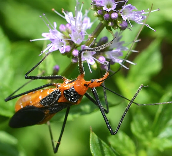 Milkweed Assassin Bug | Project Noah
