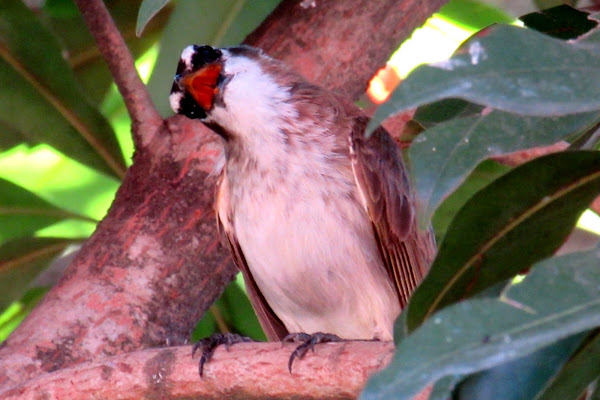 Yellow-vented Bulbul | Project Noah