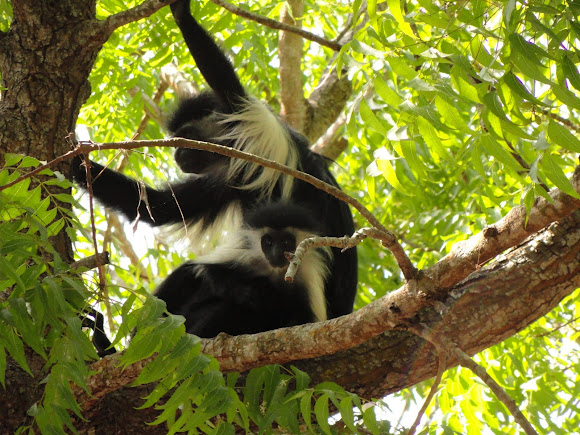 Angolan Colobus | Project Noah