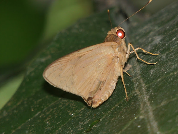 Red Eye Skipper | Project Noah