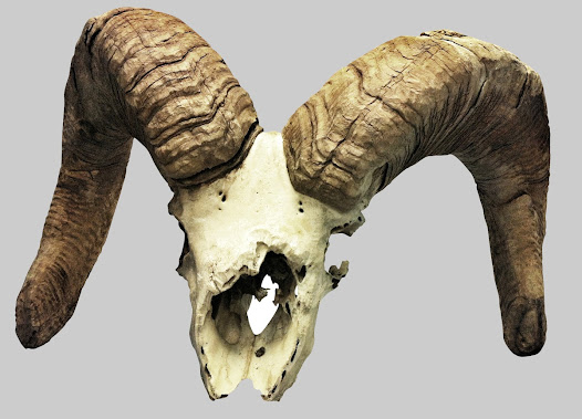 Bighorn Sheep Skull (Ovis canadensis Shaw) - Google Cultural Institute