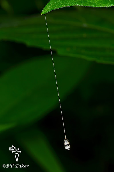 Ichneumon Cocoon | Project Noah
