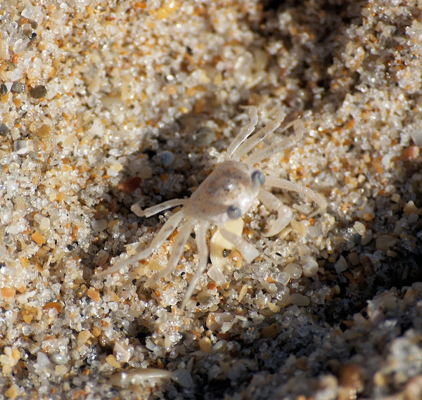 Dwarf Atlantic Ghost Crab | Project Noah