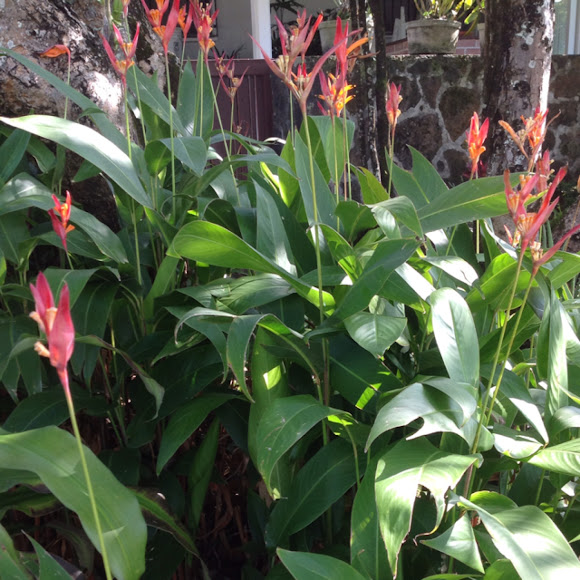 Parakeet Heliconia, Parrot's Beak, Parakeetflower, Parakeet Flower ...