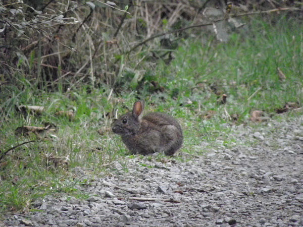 rabbit | Project Noah