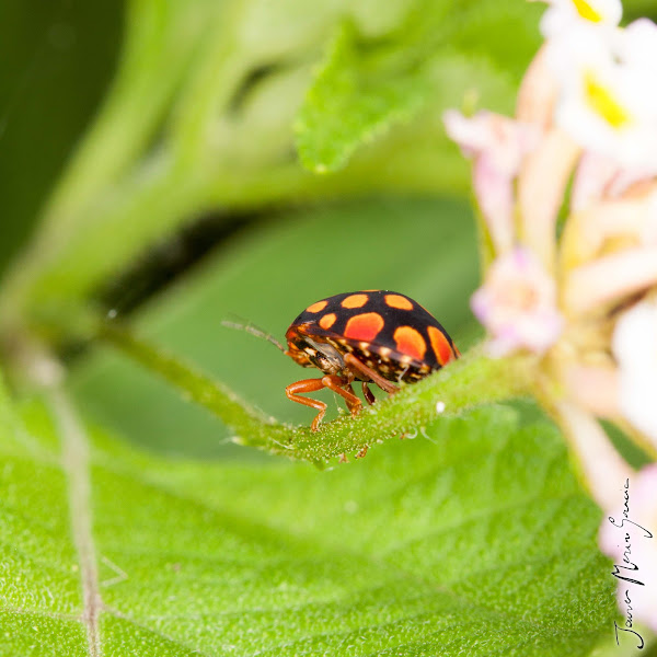 Shield-backed bug | Project Noah