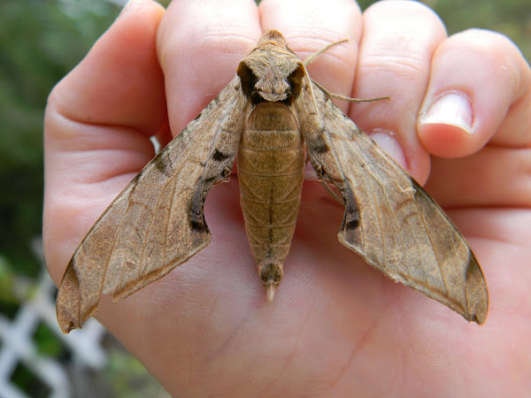 Streaked Sphinx Moth | Project Noah