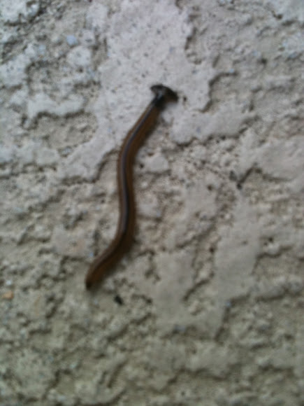 Hammerhead Worm | Project Noah