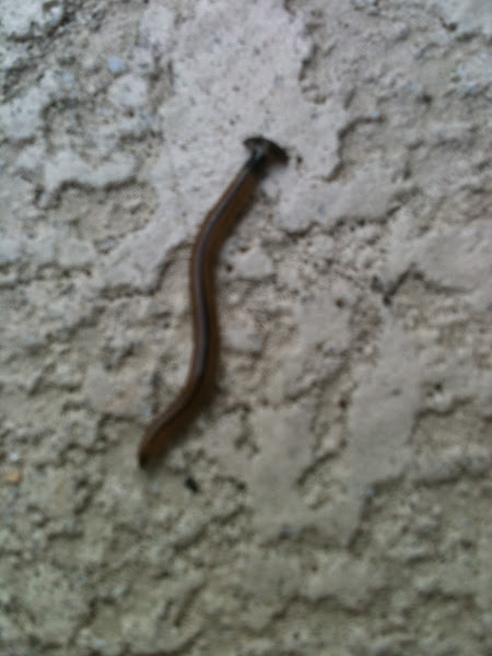 Hammerhead Worm | Project Noah