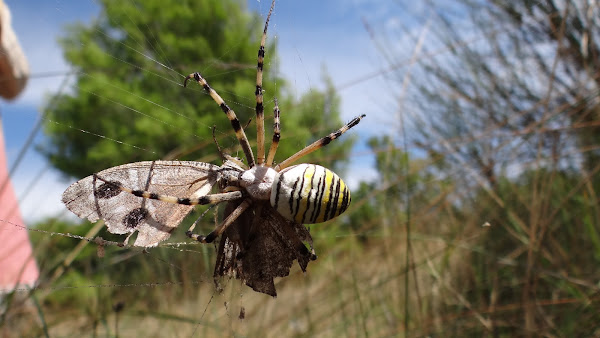 Argiope | Project Noah