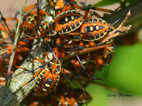 Leaf-footed bug nymphs | Project Noah