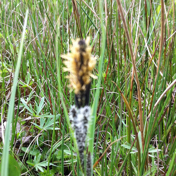 Poaceae (true grasses) - Trave | Project Noah