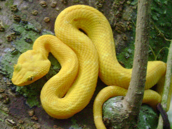 Toboba de pestaña, bocaracá, oropel | Project Noah