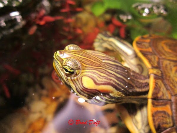 Nicaraguan Slider | Project Noah