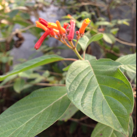 Chichipince (Firebush) | Project Noah