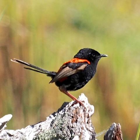 Red-backed Fairy-wren (male) | Project Noah