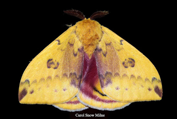 Io Moth (Male) | Project Noah
