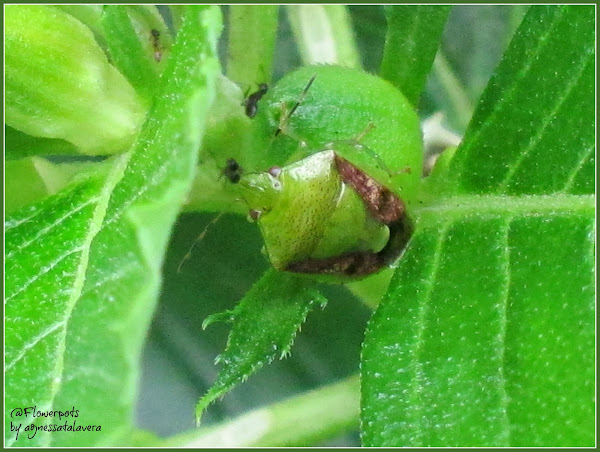 Brown-winged Stink Bug | Project Noah