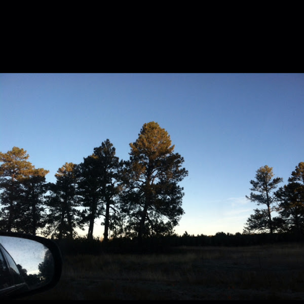 Pine tree | Project Noah