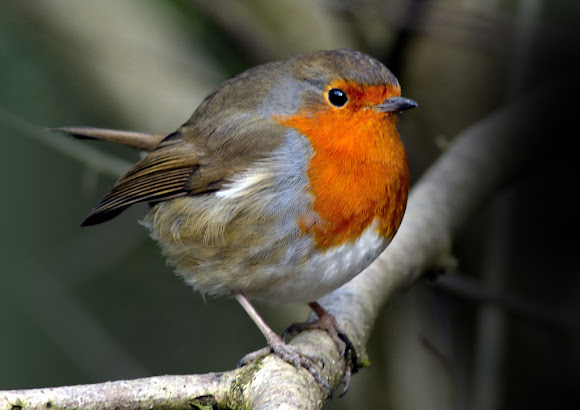 Robin | Project Noah