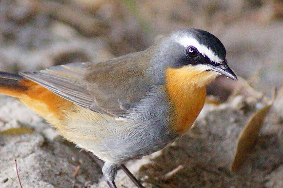 Cape Robin | Project Noah