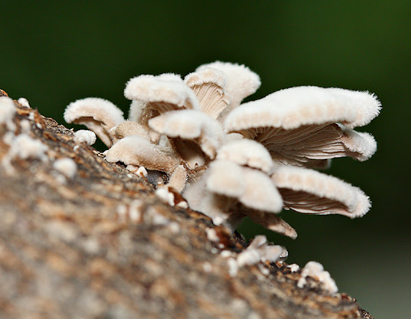 Split Gill | Project Noah