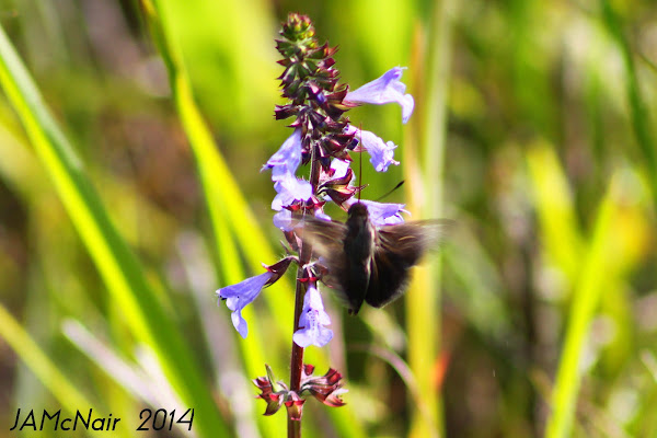 Lyre-leaf Sage | Project Noah