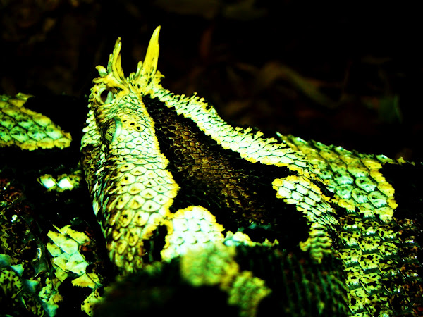 Rhino Viper | Project Noah