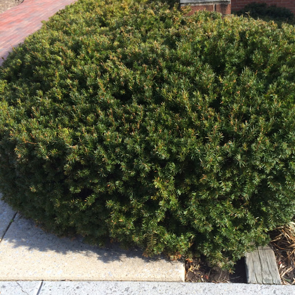 Shrub | Project Noah