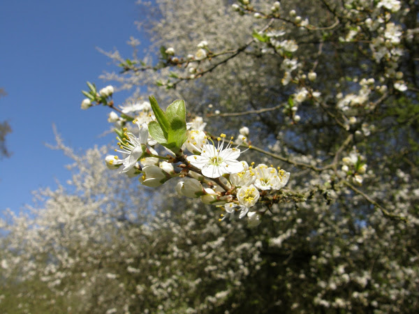 Wild sweet cherry | Project Noah