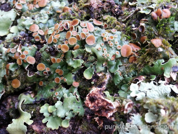 Smooth Lungwort | Project Noah