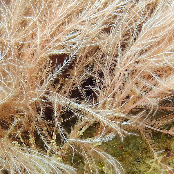 Type of Hydroid? | Project Noah