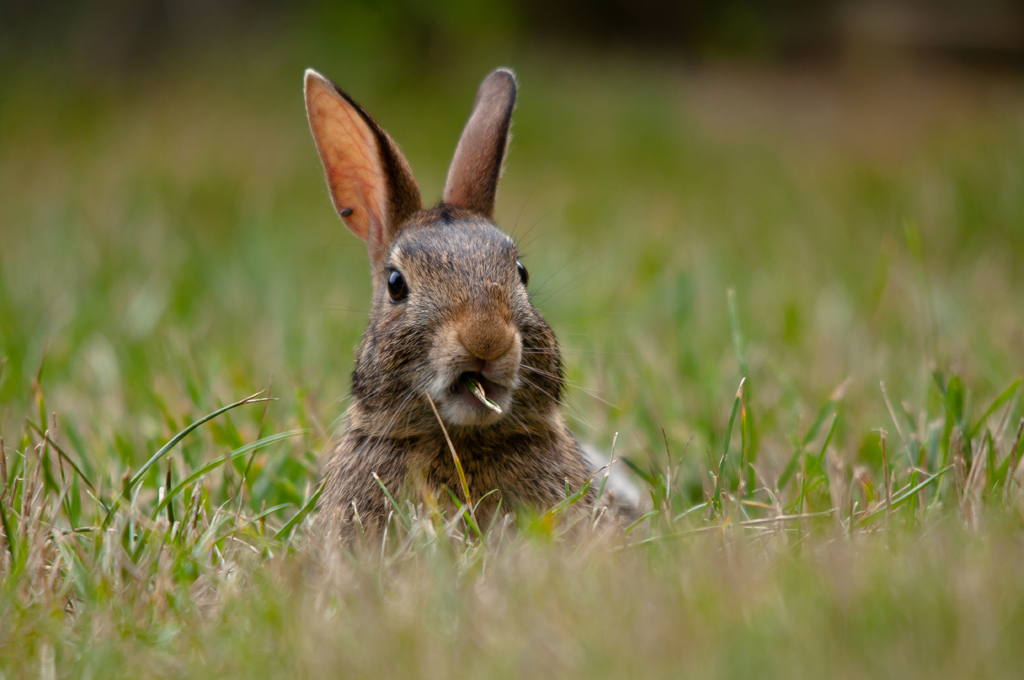 Eastern Cottontail | Project Noah