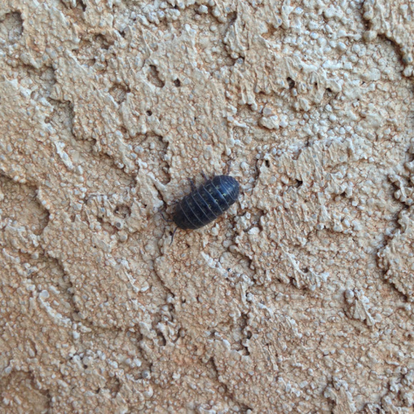 Roly-poly, Pillbug, woodlouse | Project Noah