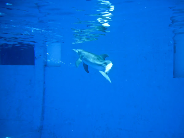 Bottle Nose Dolphin | Project Noah