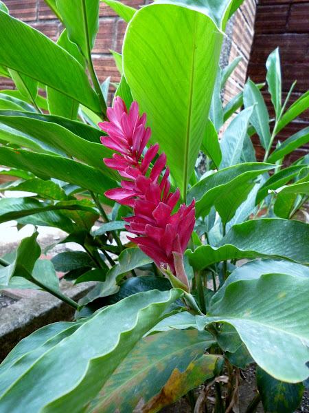 Ginger Rojo | Project Noah