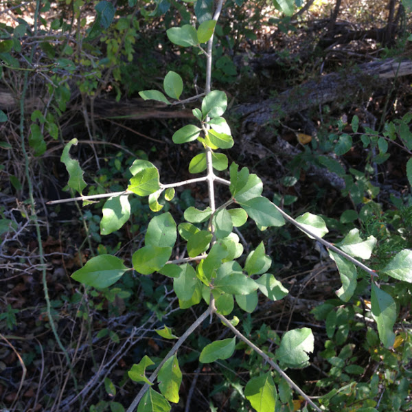 Elbow bush | Project Noah
