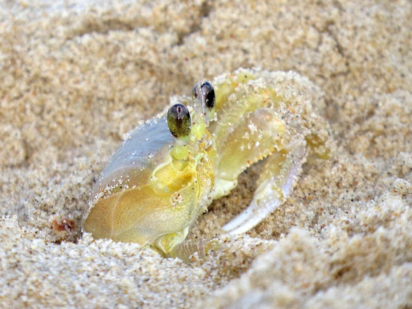Ghost Crab | Project Noah