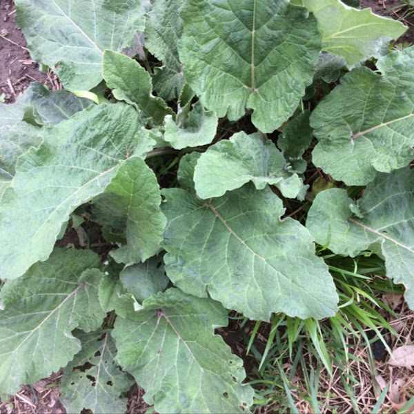 Unknown | Project Noah