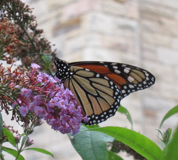 Monarch butterfly | Project Noah