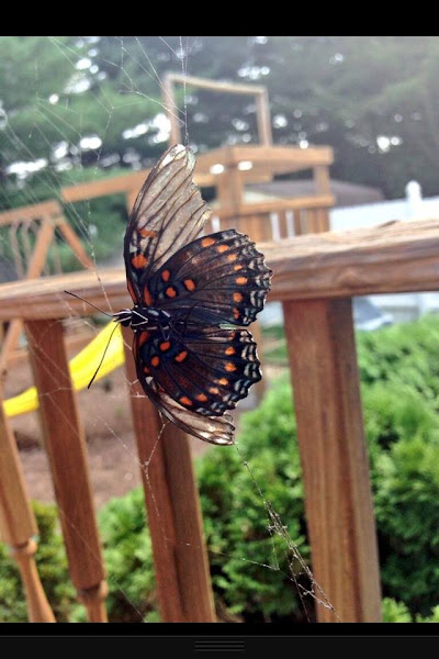Red-spotted Purple | Project Noah