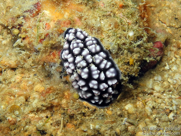 Pustule Phyllidiella | Project Noah