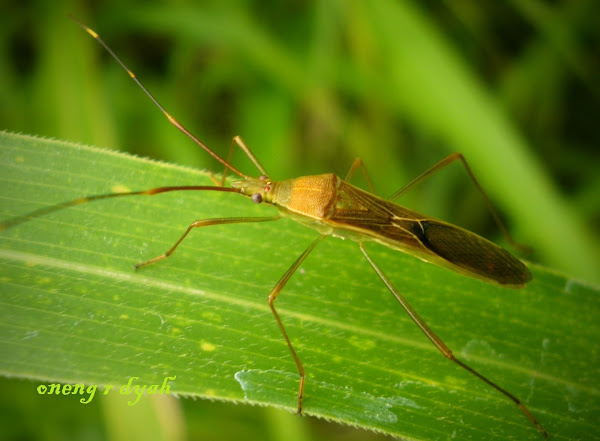 Rice bug | Project Noah