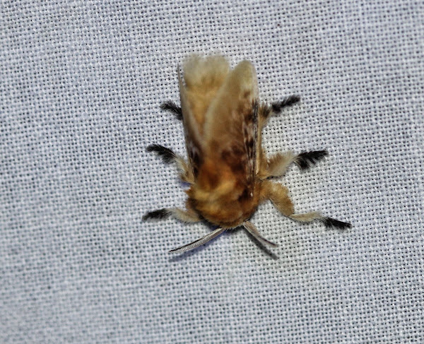 Southern Flannel Moth | Project Noah