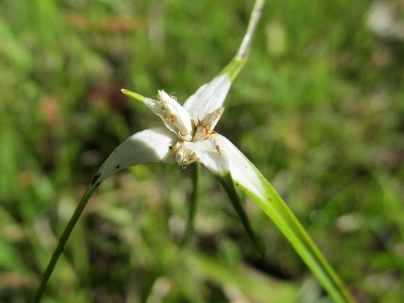 Florida Whitetop Sedge | Project Noah