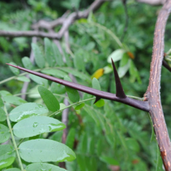 Honey Locust (thorn) | Project Noah
